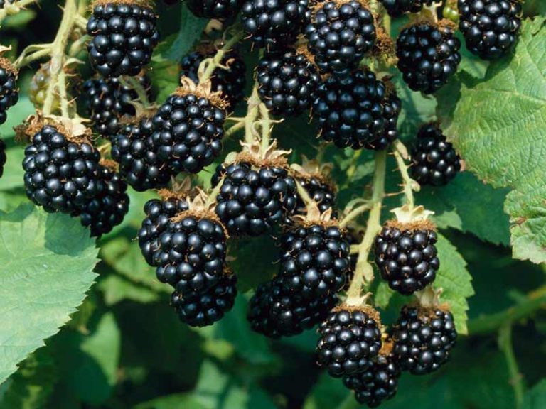 Brambles: Blackberry & Raspberry - Berries for Africa