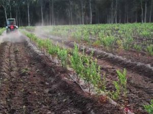 Blueberries - Berries for Africa