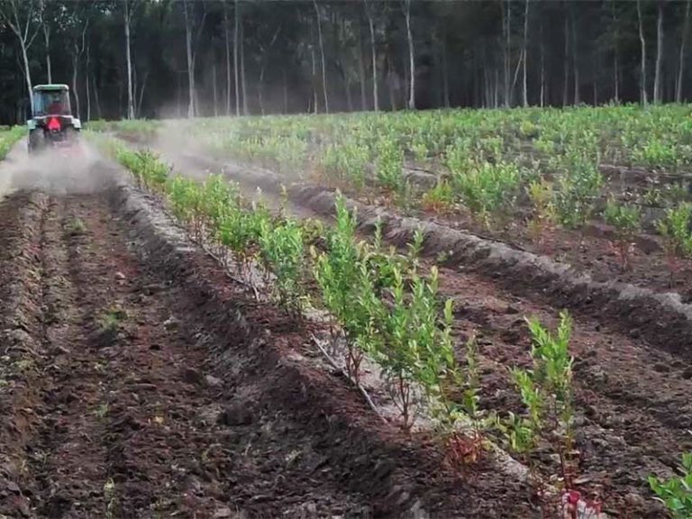 Blueberries - Berries for Africa