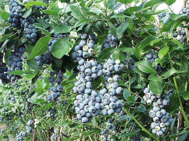 Blueberries - Berries for Africa