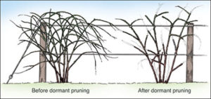 Brambles: Blackberry & Raspberry - Berries for Africa