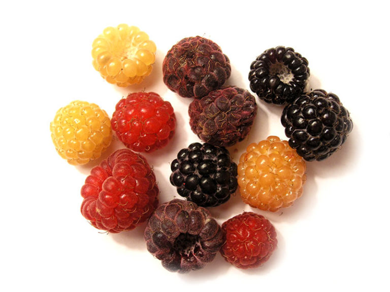 Brambles: Blackberry & Raspberry - Berries for Africa