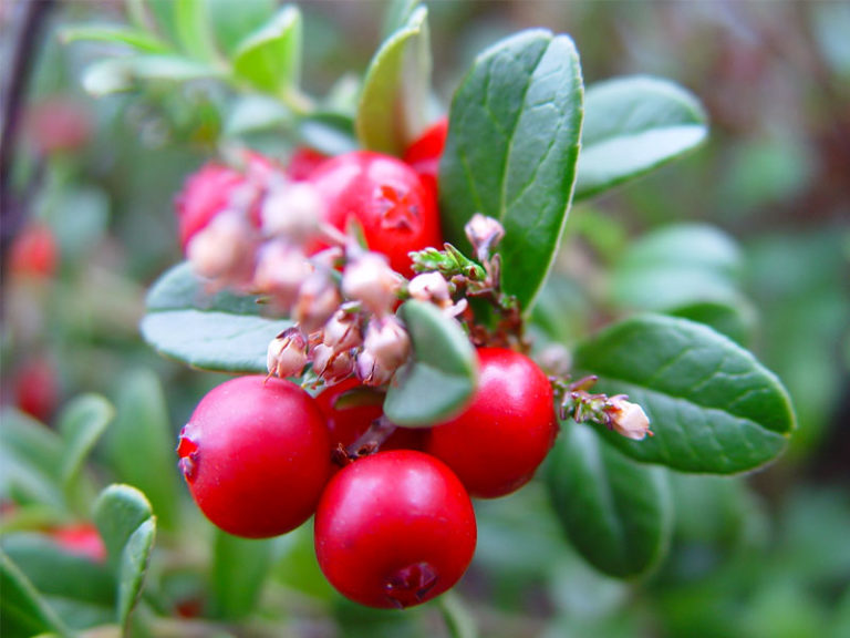 Aronia Berry - Berries for Africa