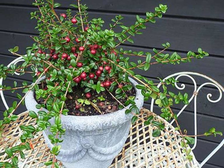 Cranberry - Berries for Africa