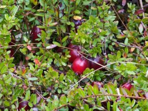 Cranberry - Berries for Africa