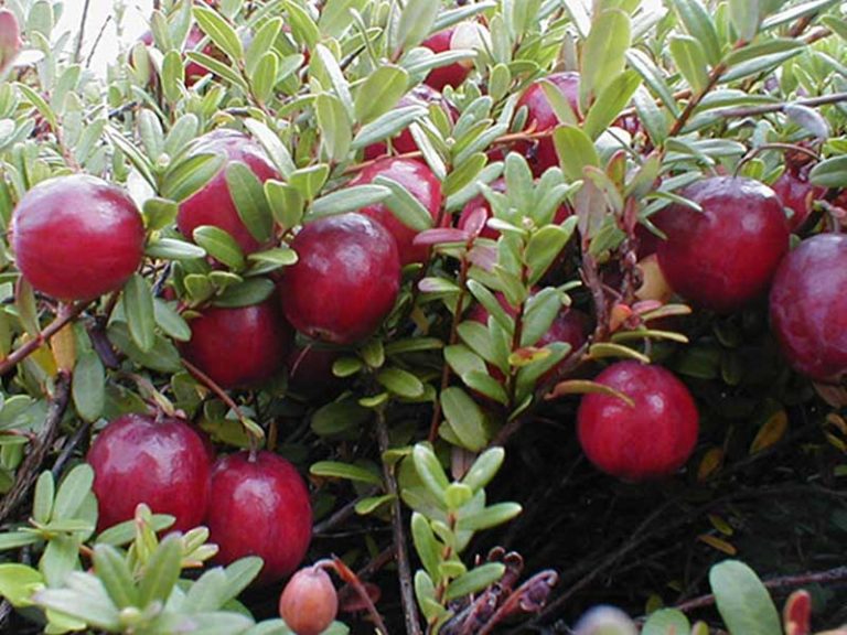 Cranberry - Berries for Africa