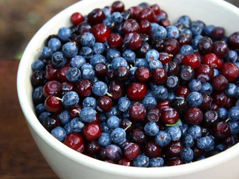 Huckleberry - Berries for Africa