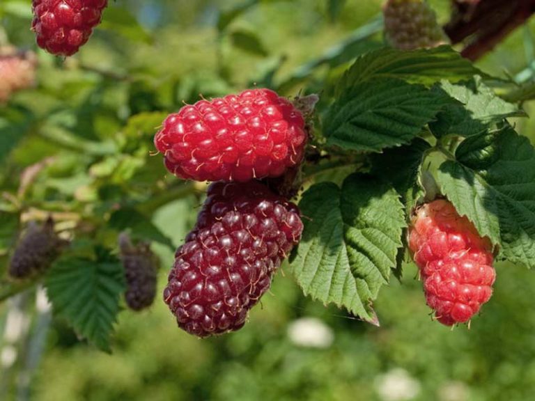 Tayberry - Berries for Africa