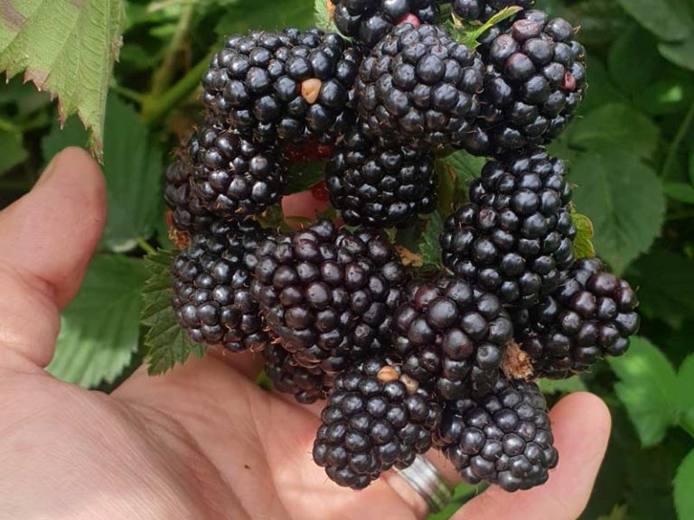 Brambles: Blackberry & Raspberry - Berries for Africa