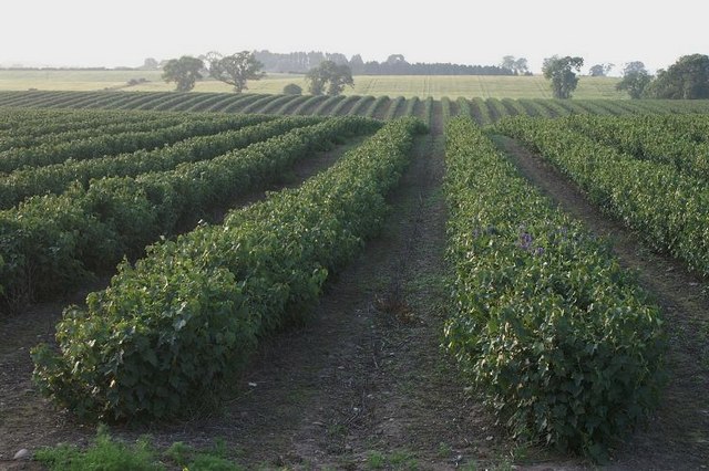 Commercial Gooseberry Farming - Berries for Africa