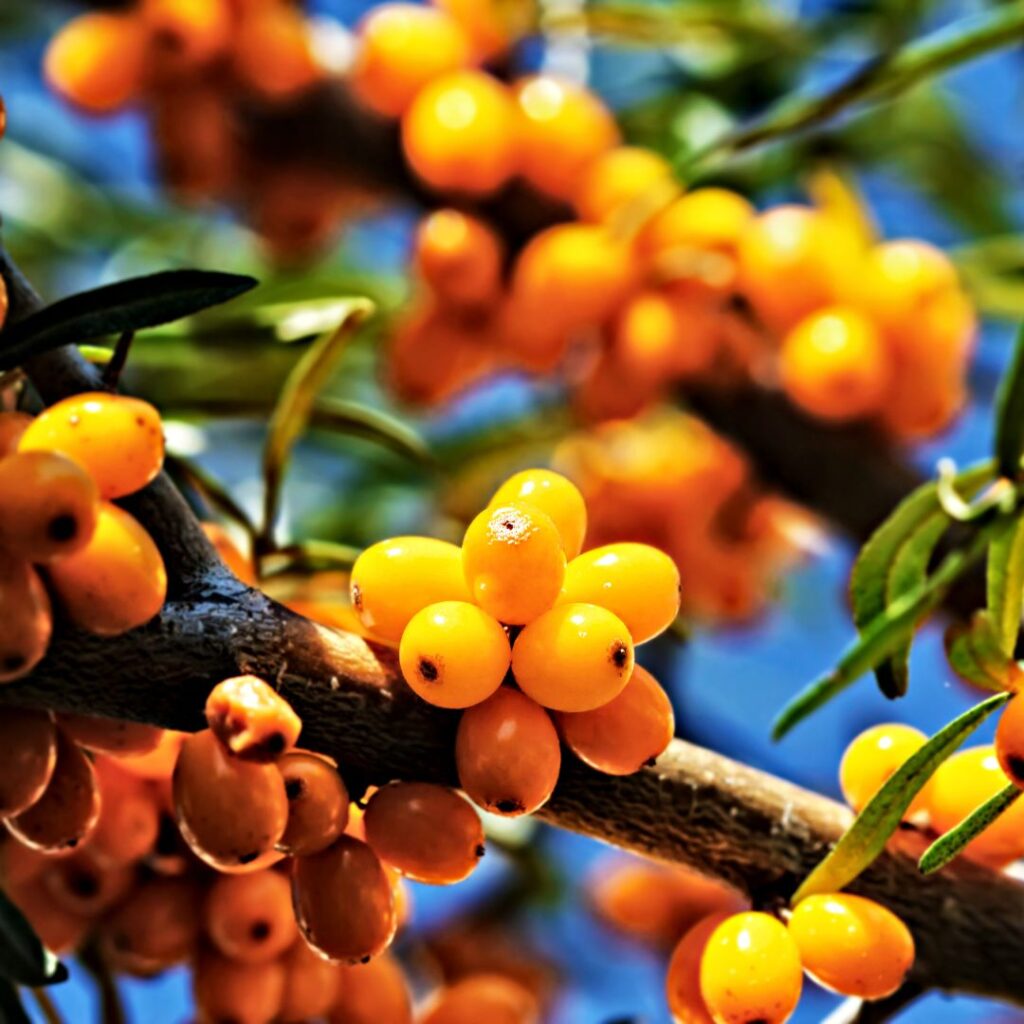 Sea Berry – Nitrogen Fixer & Soil Enhancer - Berries for Africa