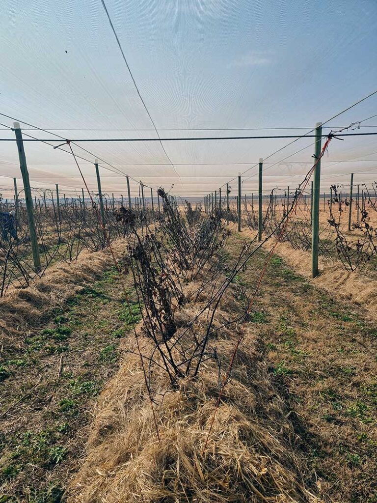 Mulching Berry Fields - Berries for Africa