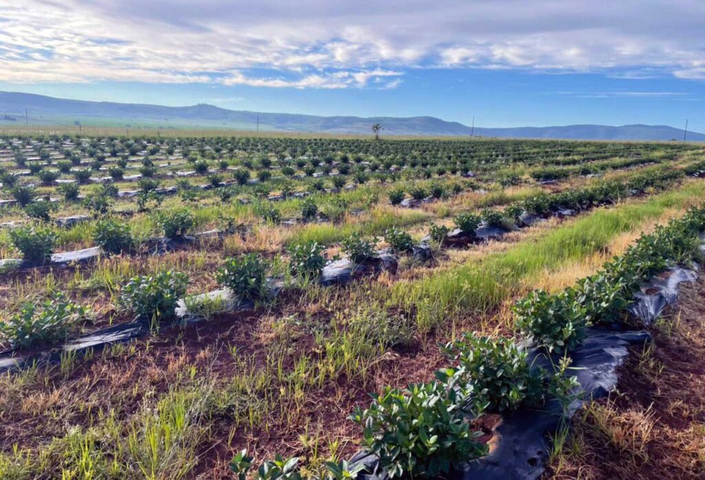 Mulching Berry Fields - Berries for Africa