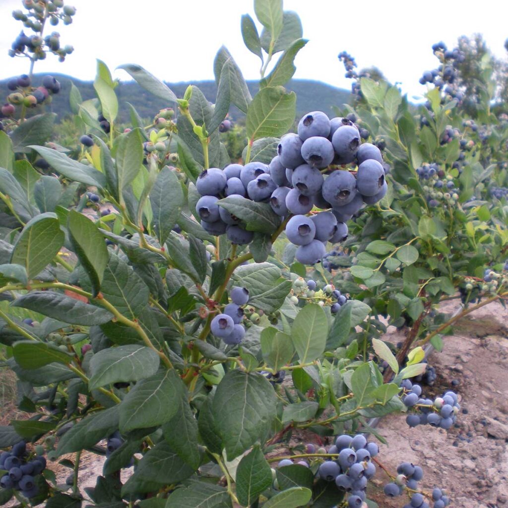 Berry Plants as a Hedge or Windbreak - Berries for Africa