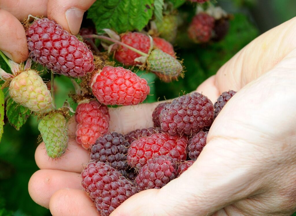 Meet the Loganberry: The Berry You Didn’t Know You Needed! - Berries ...